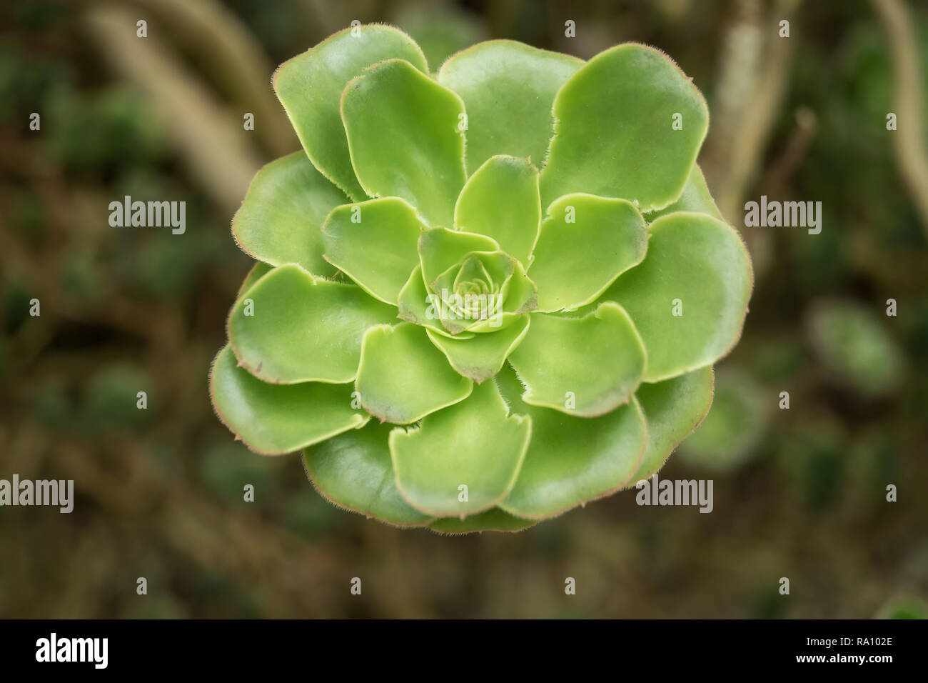Thick green leaves hi-res stock photography and images - Alamy