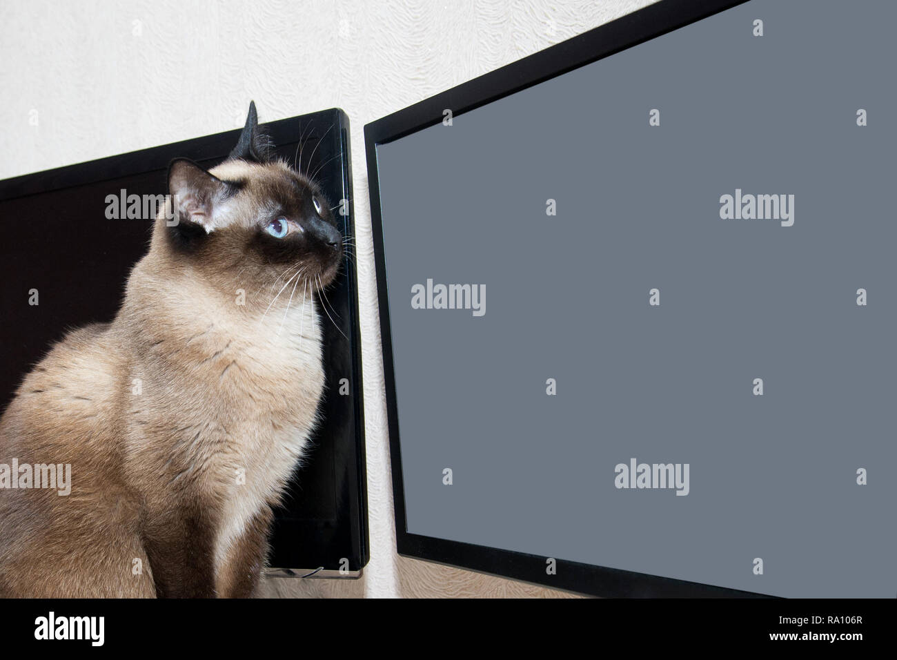 Cat looks at the monitor screen. Animal, texture and technology concept ...