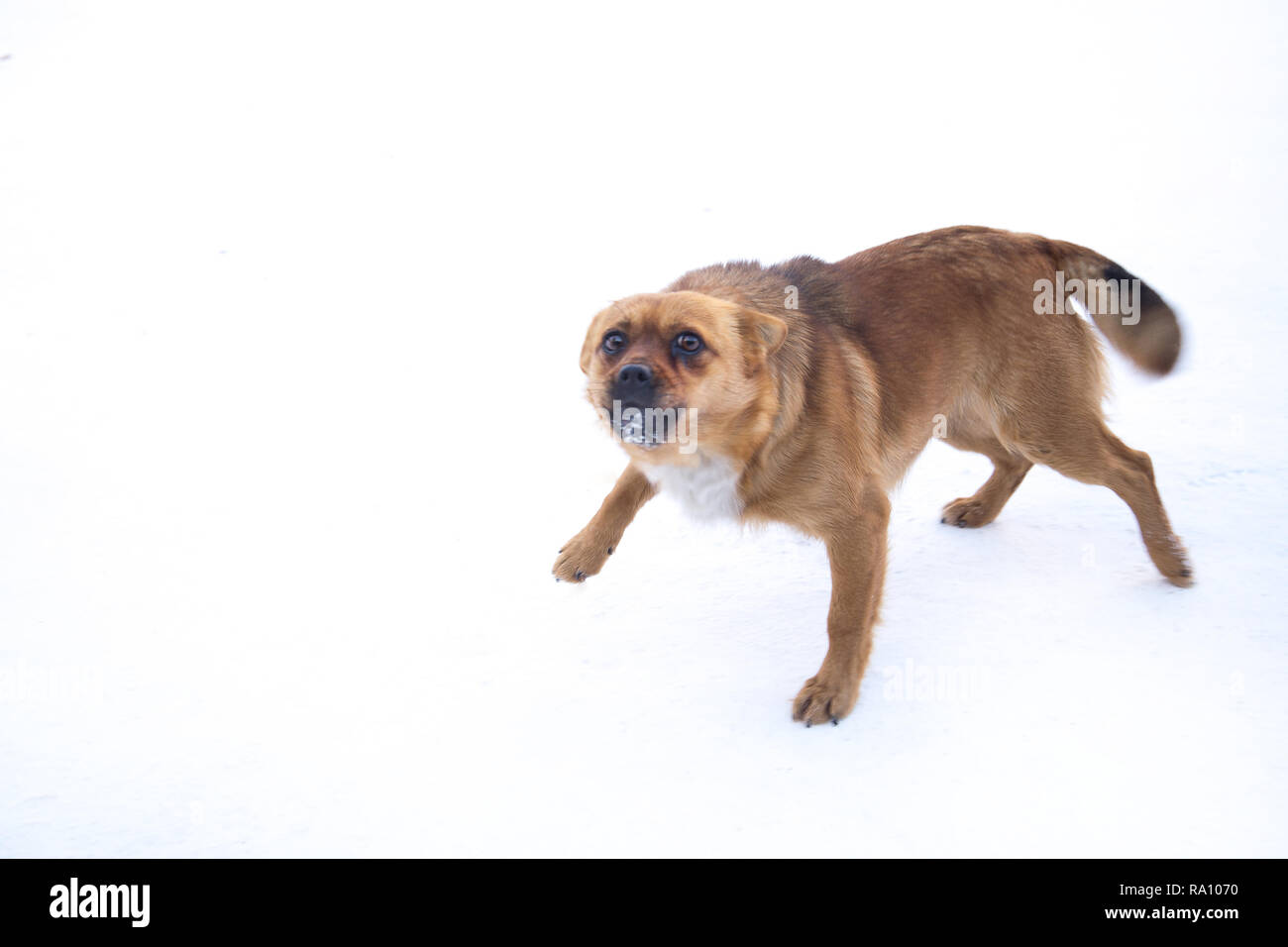 How Do You Deal With An Aggressive Stray Dog