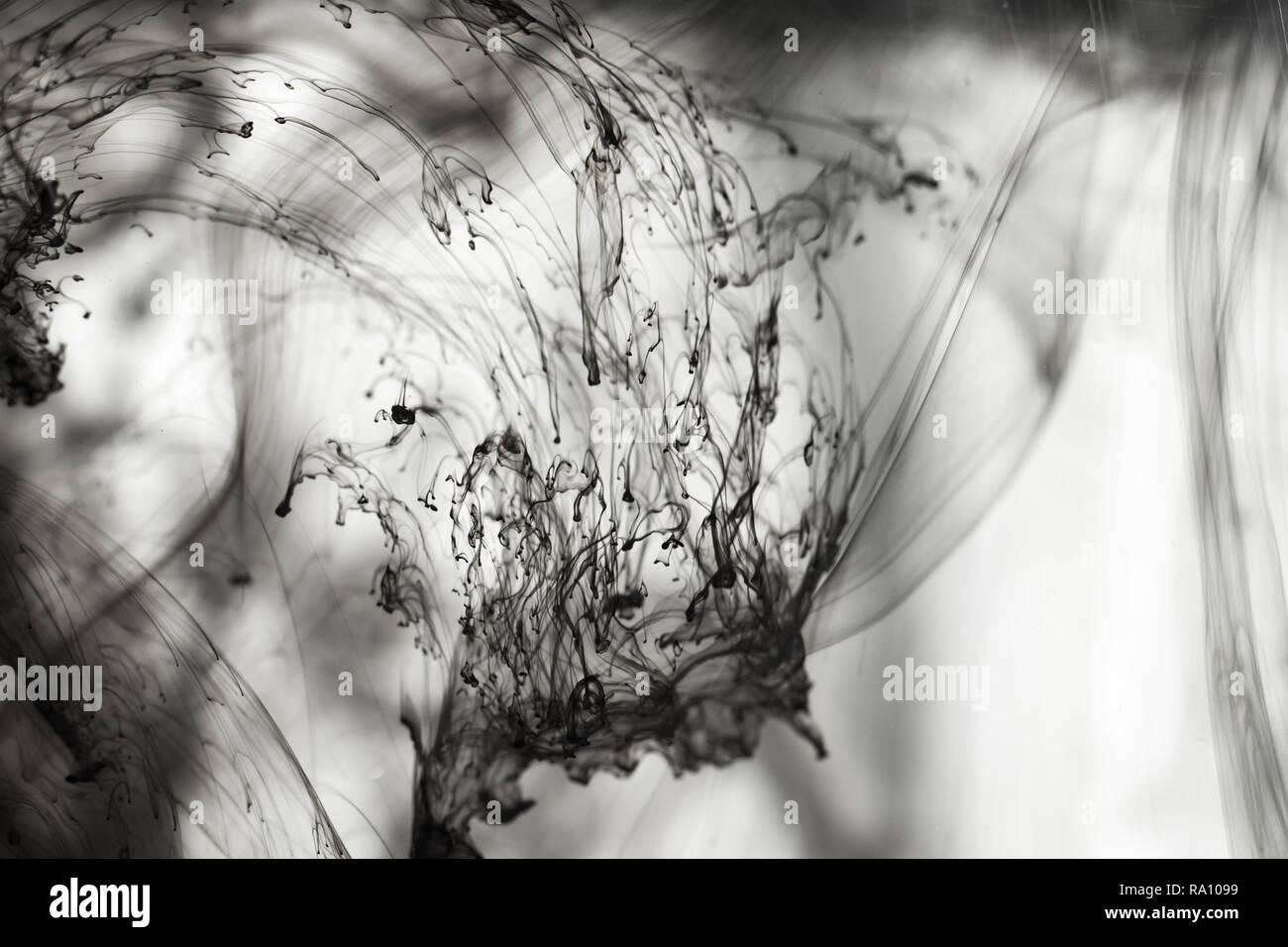 Abstract acrylic black paint swirls in water on white background Stock ...