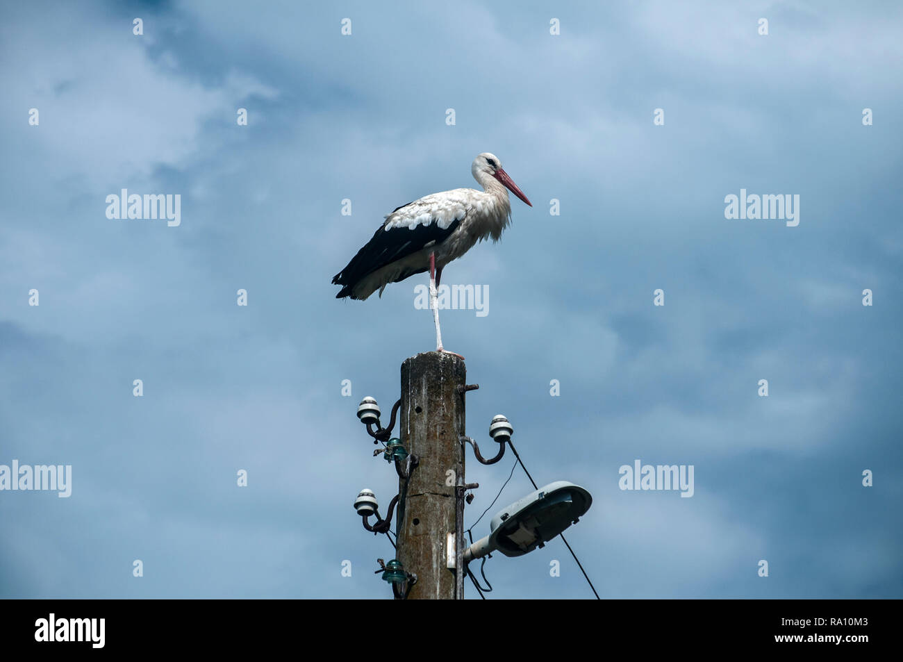 White stork perched on old power pole on cloudy blue sky background ...