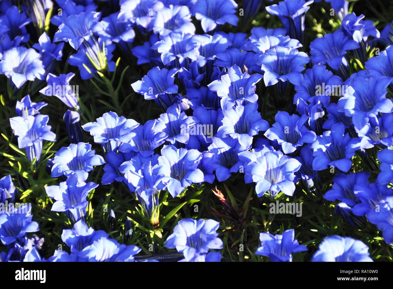 Gentiana sina ornata hi-res stock photography and images - Alamy