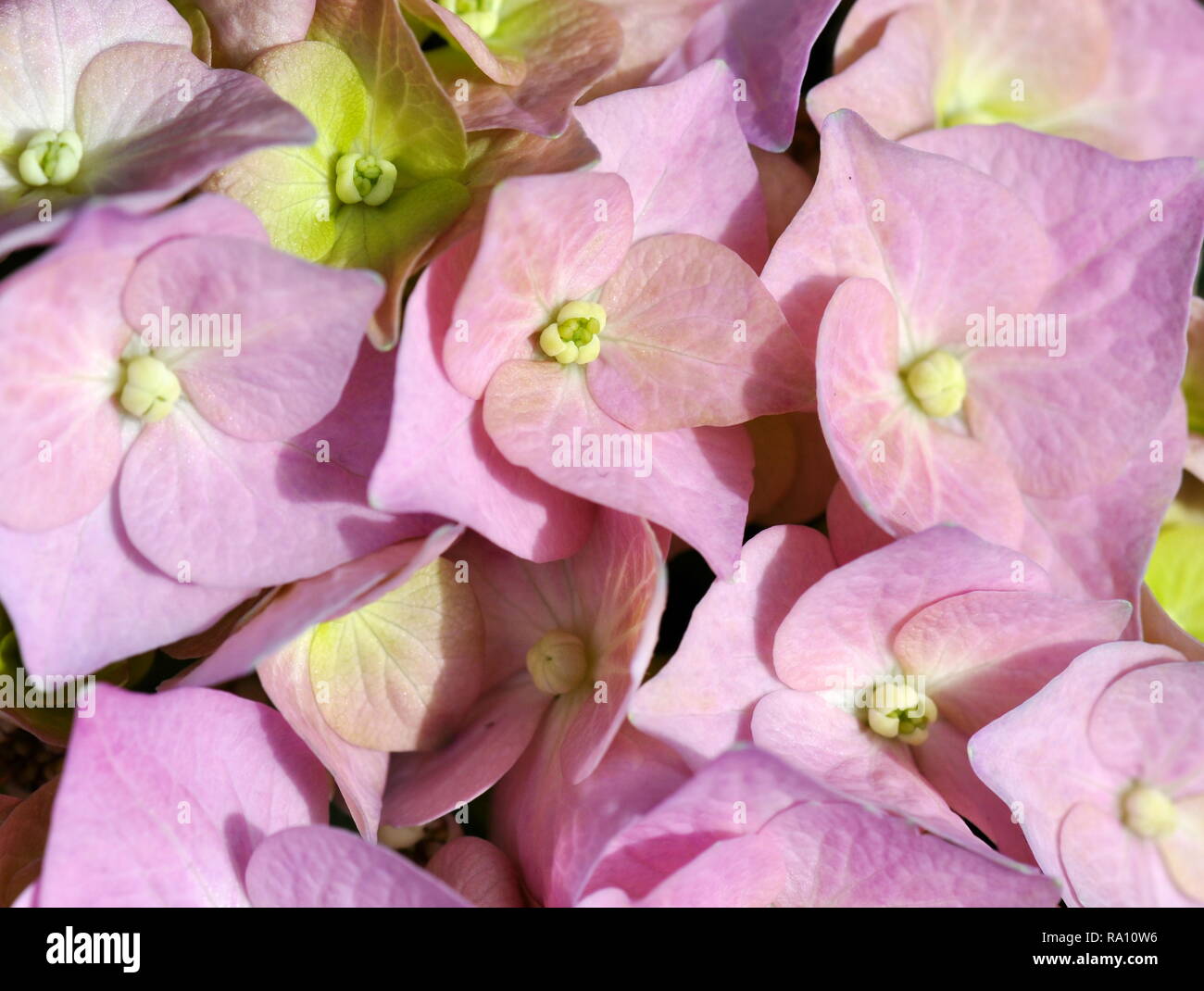 Closeup on pink mophead flower Hydrangea macrophylla Stock Photo - Alamy