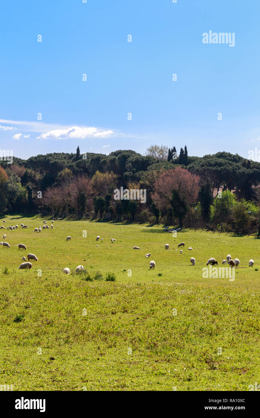 Agriculture in ancient rome hi-res stock photography and images - Alamy