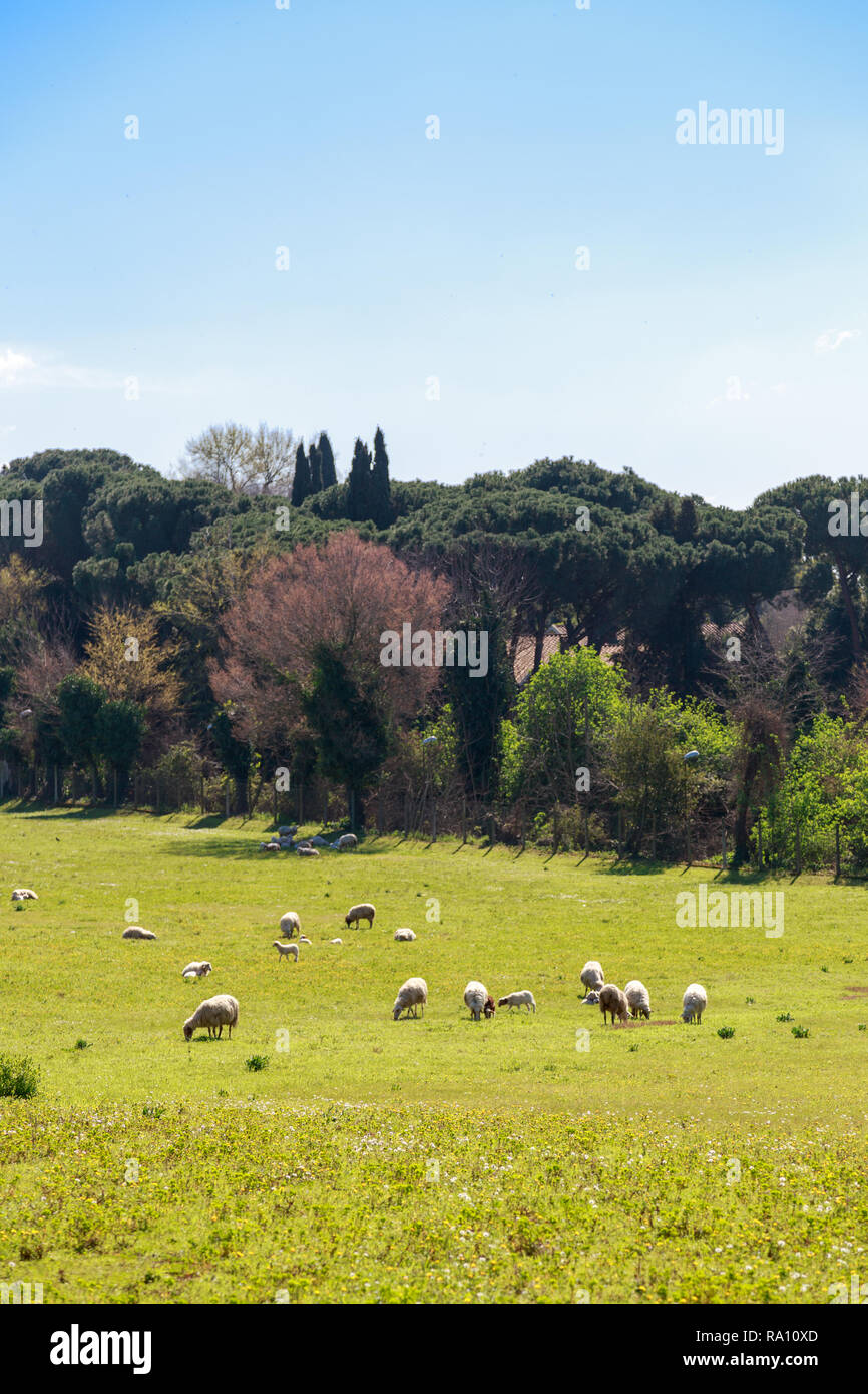 Sheep grass rome hi-res stock photography and images - Alamy