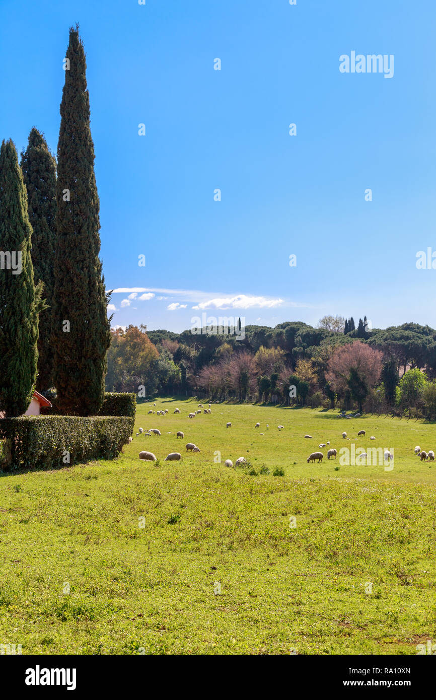 Sheep grass rome hi-res stock photography and images - Alamy