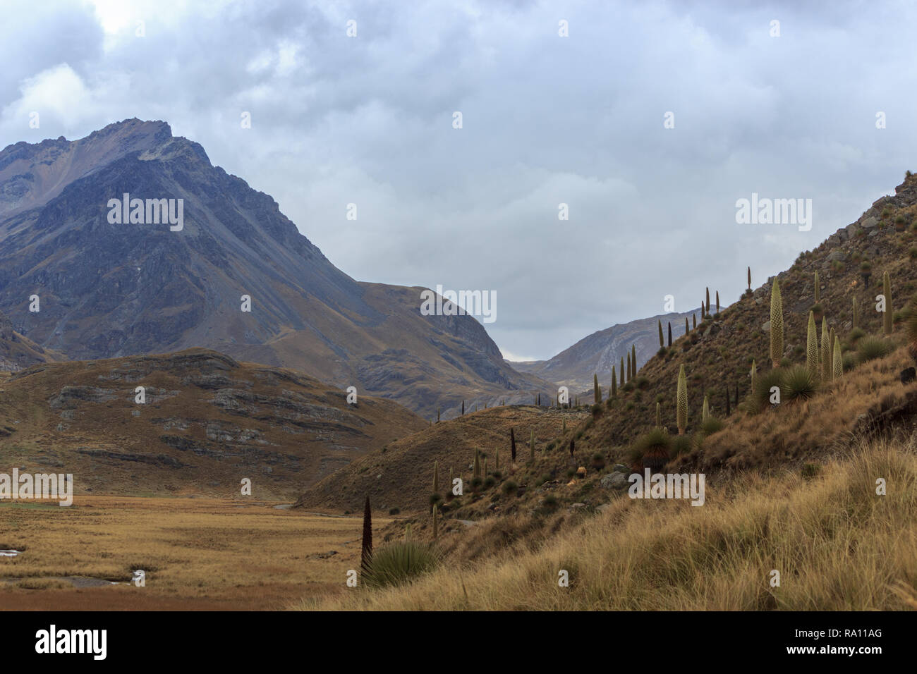 Peruvian national park hi-res stock photography and images - Alamy