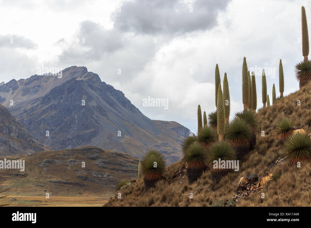 Peru huascaran national park pastoruri hi-res stock photography and ...