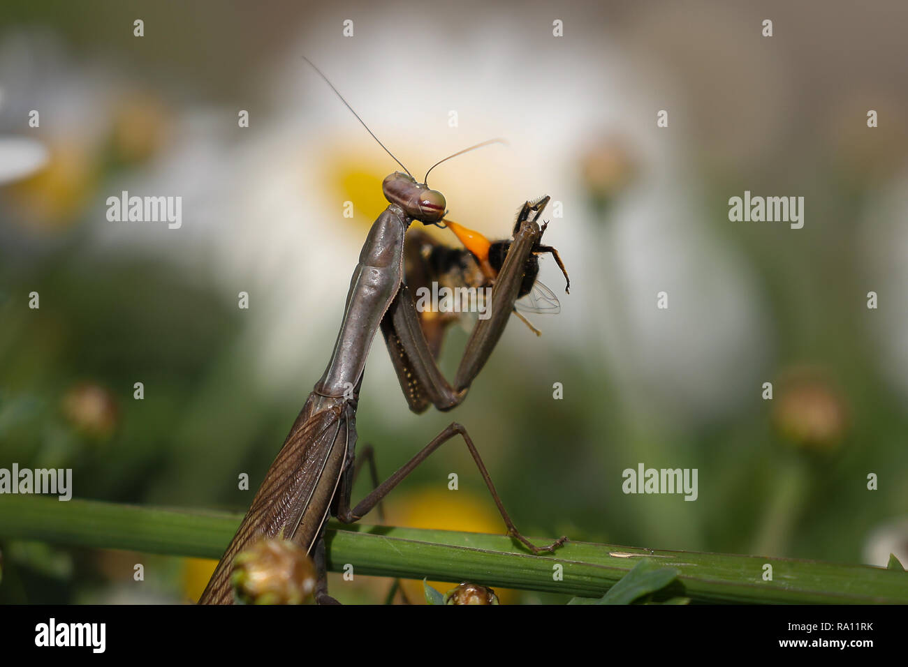 Praying Mantis hunting bees among a bed of daisies Stock Photo - Alamy