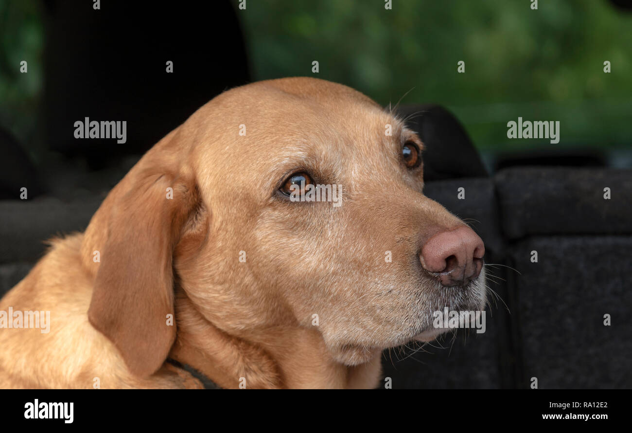 Red labrador hi-res stock photography and images - Alamy