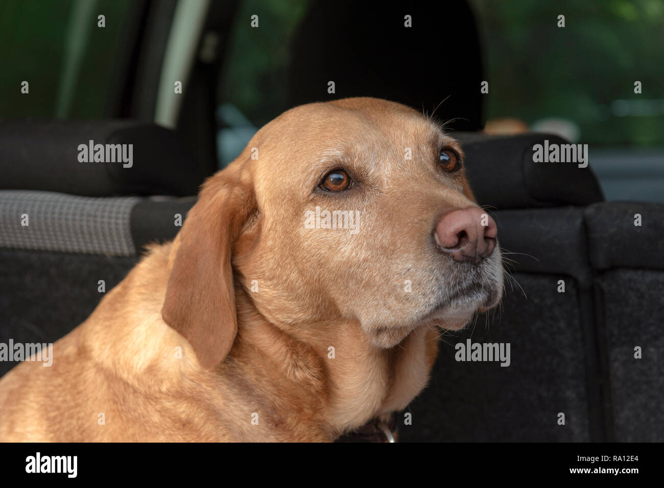 Labrador retriever dog sitting back hi-res stock photography and images ...