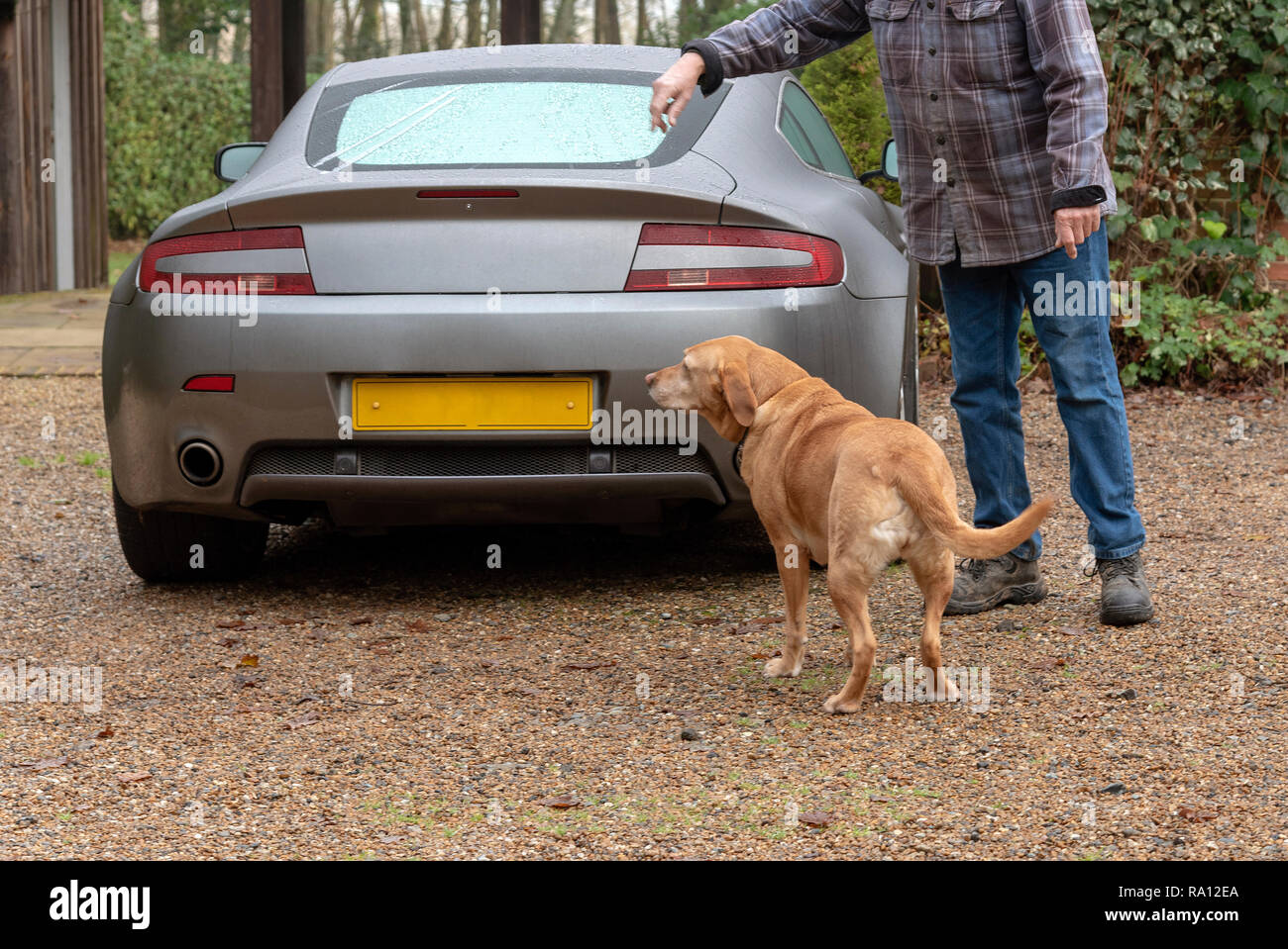 Red Labrador Retriever dog wanting a ride in the trunk of an expensive ...