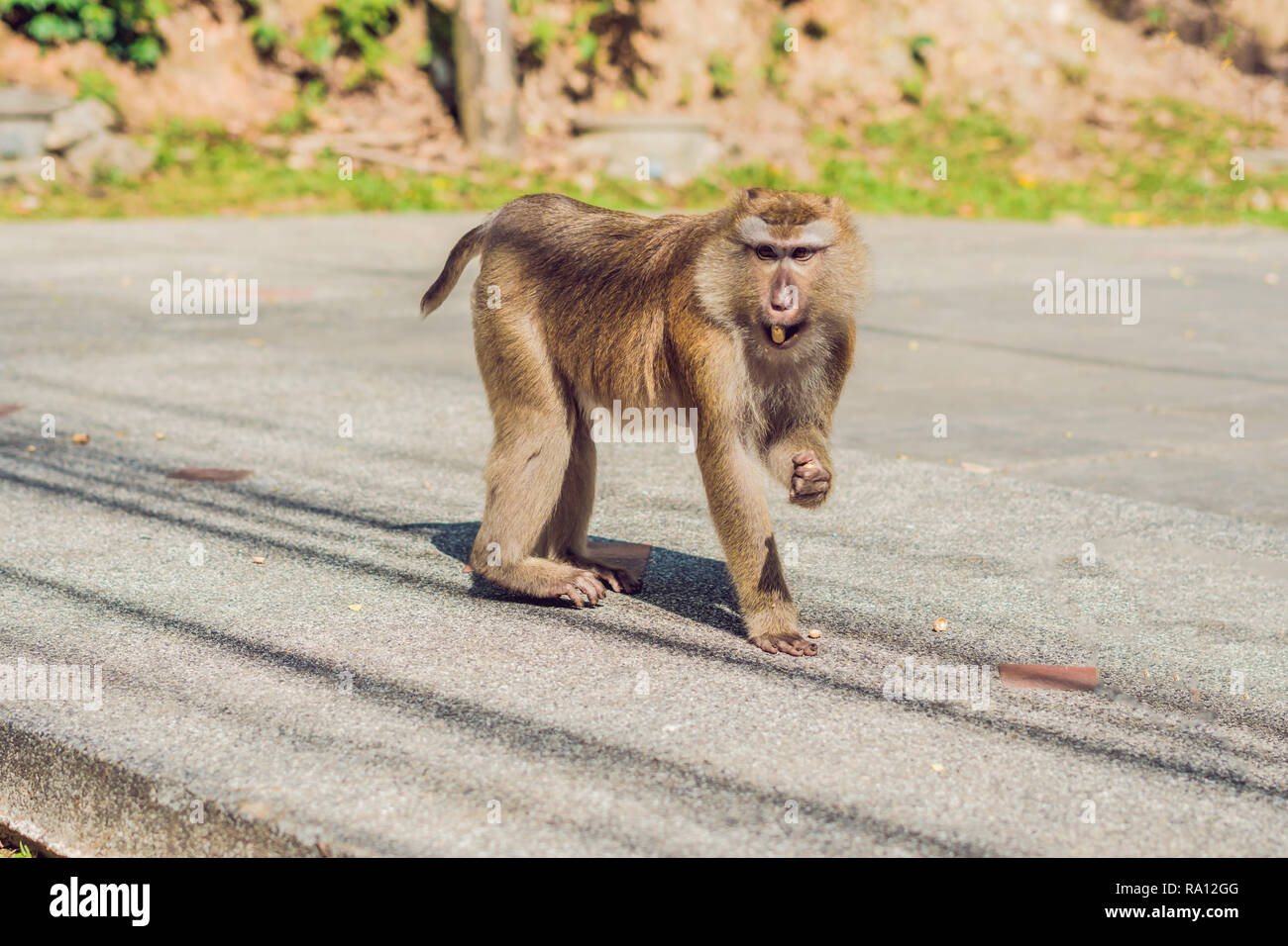 Monkey hill in phuket hi-res stock photography and images - Alamy