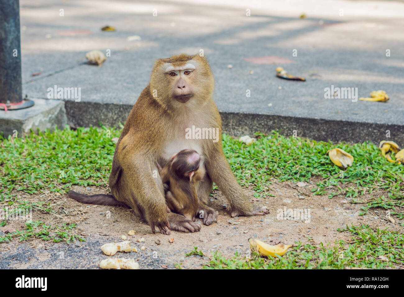 Monkey hill phuket thailand hi-res stock photography and images - Alamy