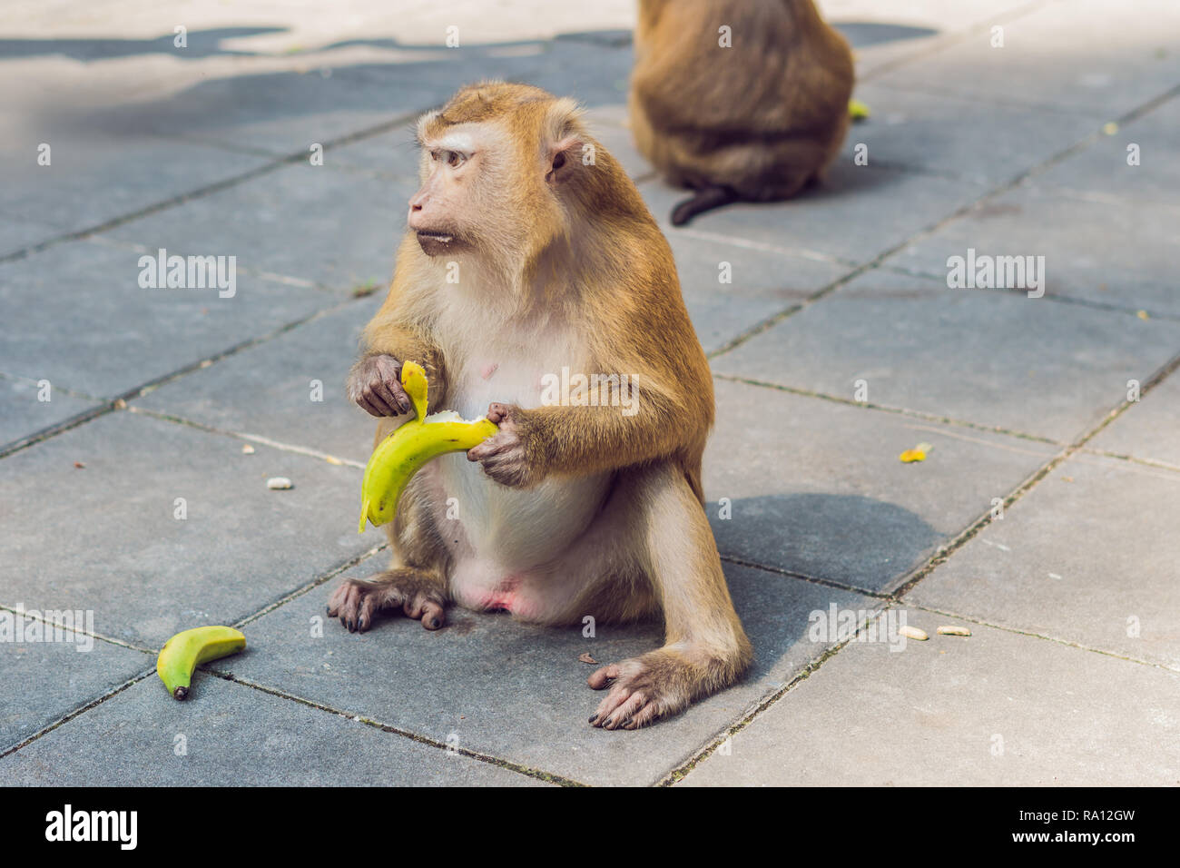 Monkey hill in phuket hi-res stock photography and images - Alamy