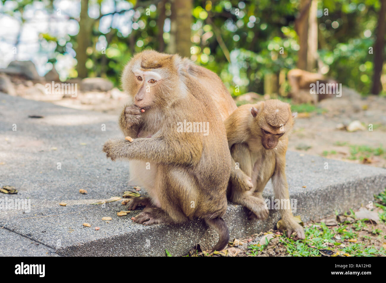 Monkey hill phuket thailand hi-res stock photography and images - Alamy