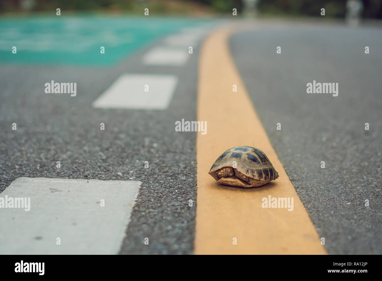 turtle walking down a track for running in a concept of racing or ...