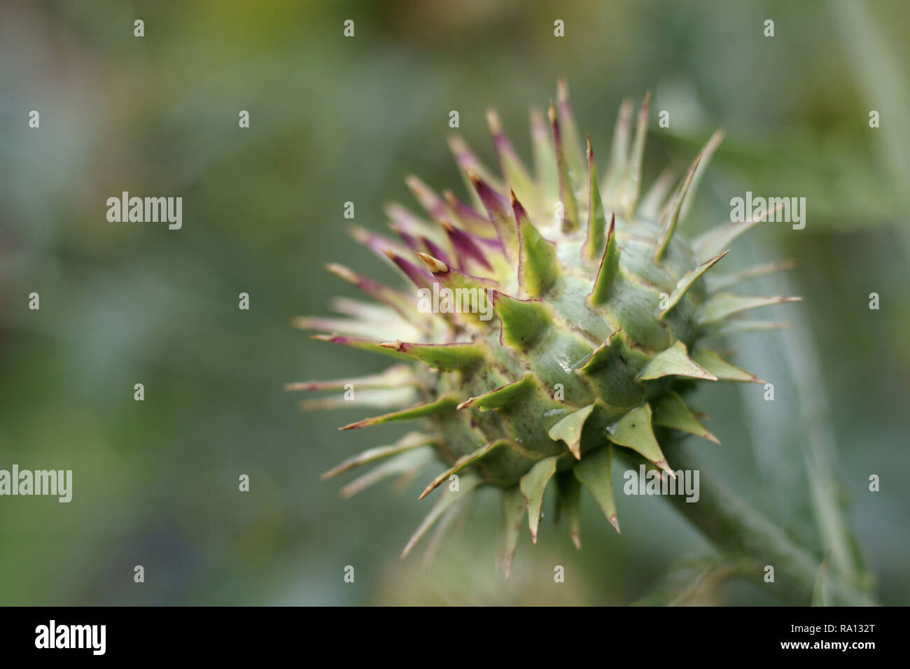 Cynara cardunculus uk hi-res stock photography and images - Alamy