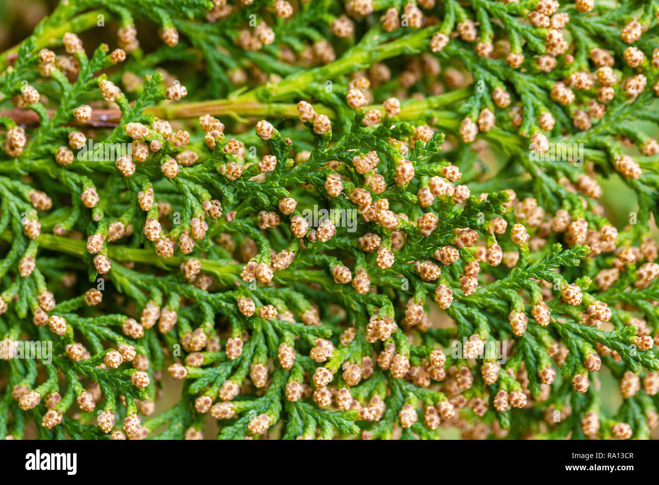 Cypress cedar tree branch. Thuja occidentalis bush is evergreen ...