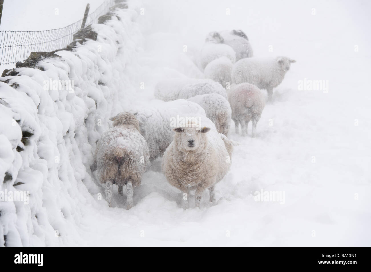 Sheep hiding at the back of a drystone wall during a snow storm. North ...