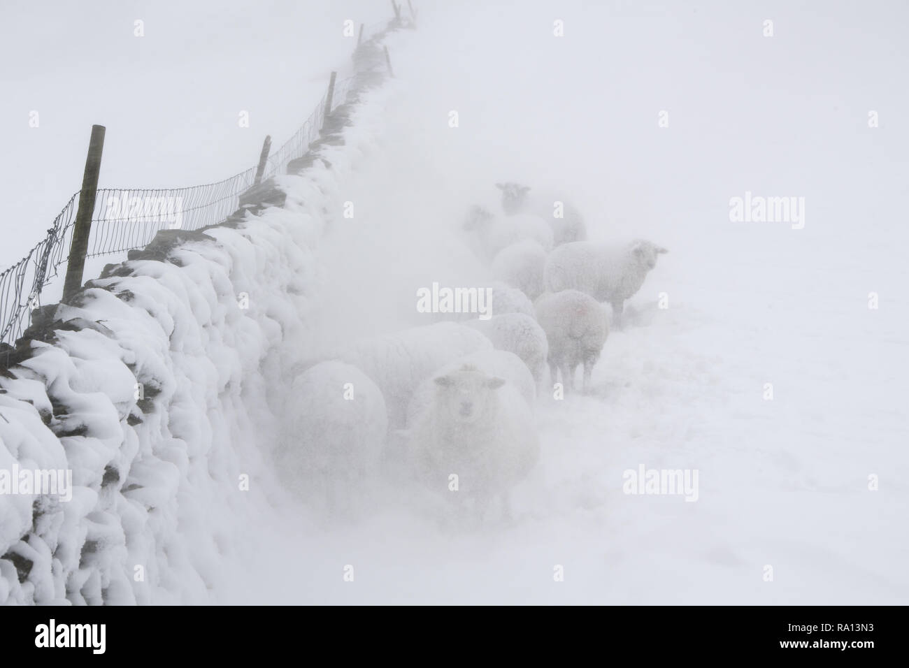 Sheep hiding at the back of a drystone wall during a snow storm. North ...