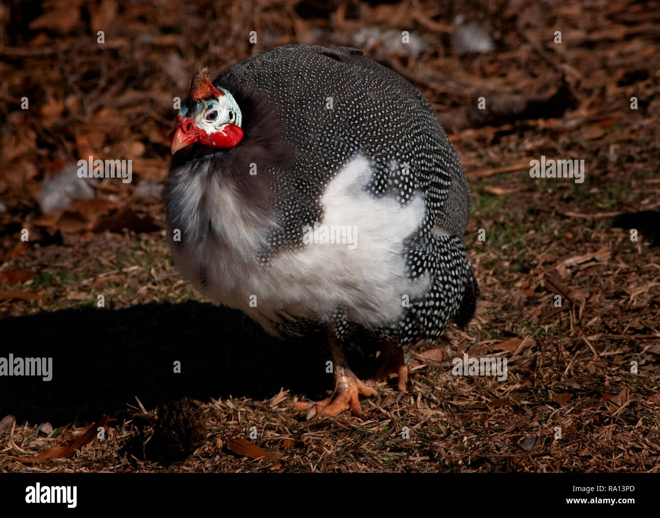 Guinea fowl hen hi-res stock photography and images - Alamy