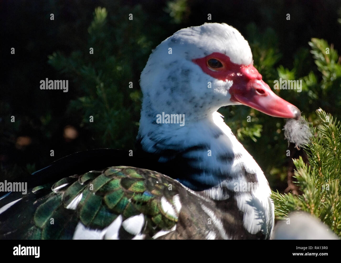 A domestic Muscovy duck nests in the sunshine at Highland Park in ...