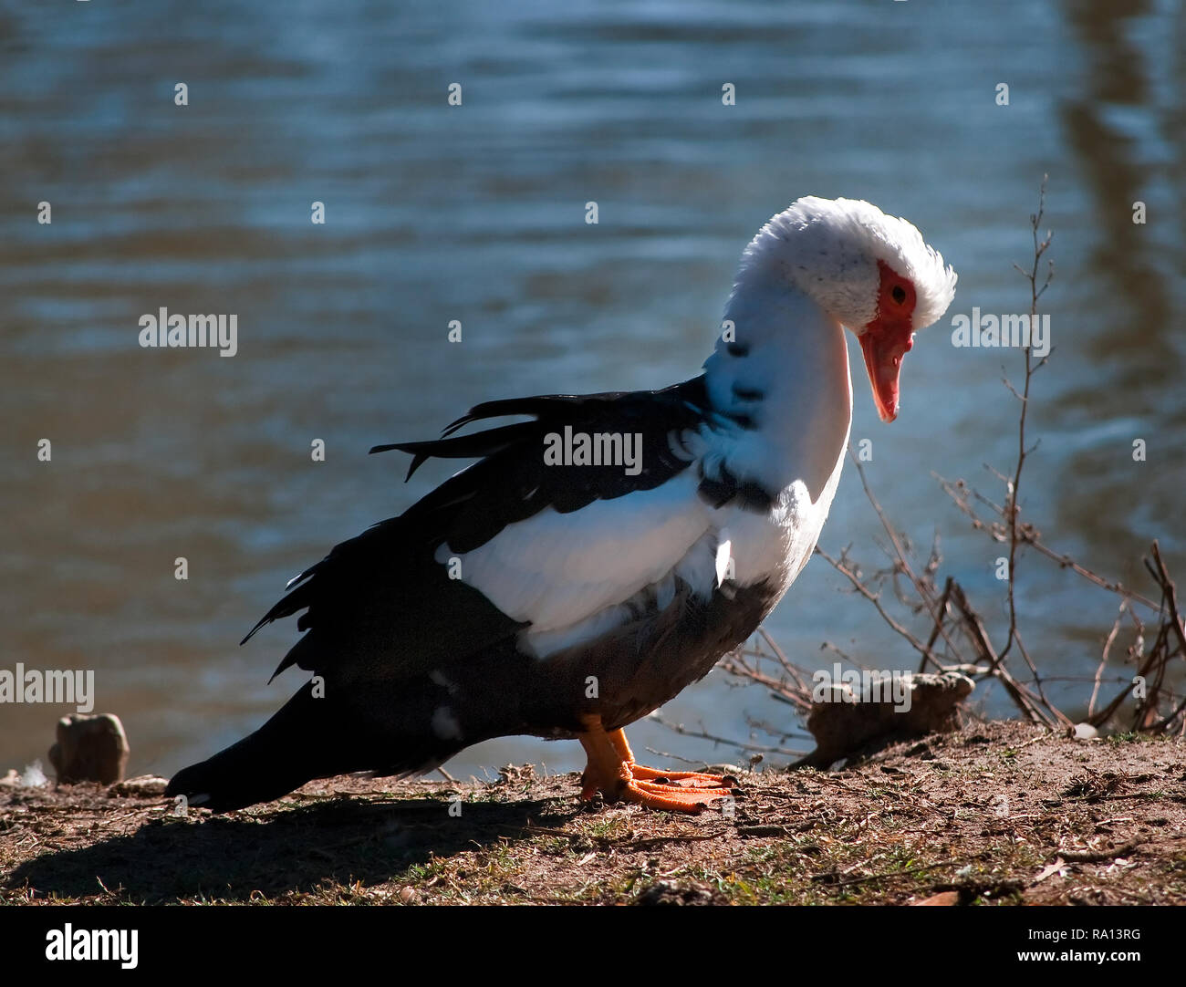 A domestic Mucovy duck stands beside the pond at Highland Park in ...
