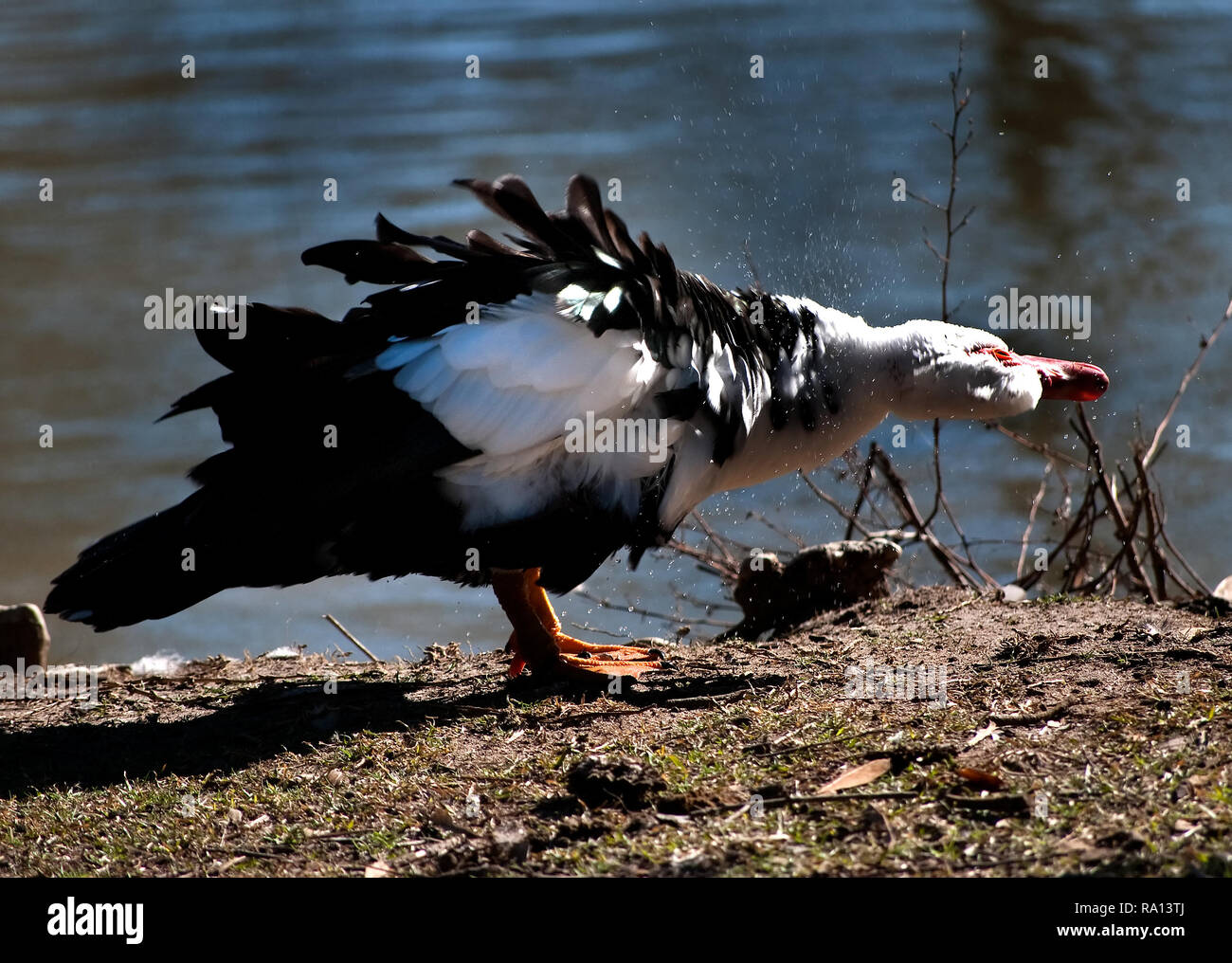 Barbary duck hi-res stock photography and images - Alamy