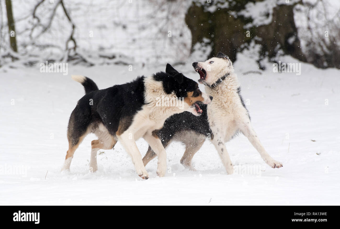 Uk sheep fight hi-res stock photography and images - Alamy