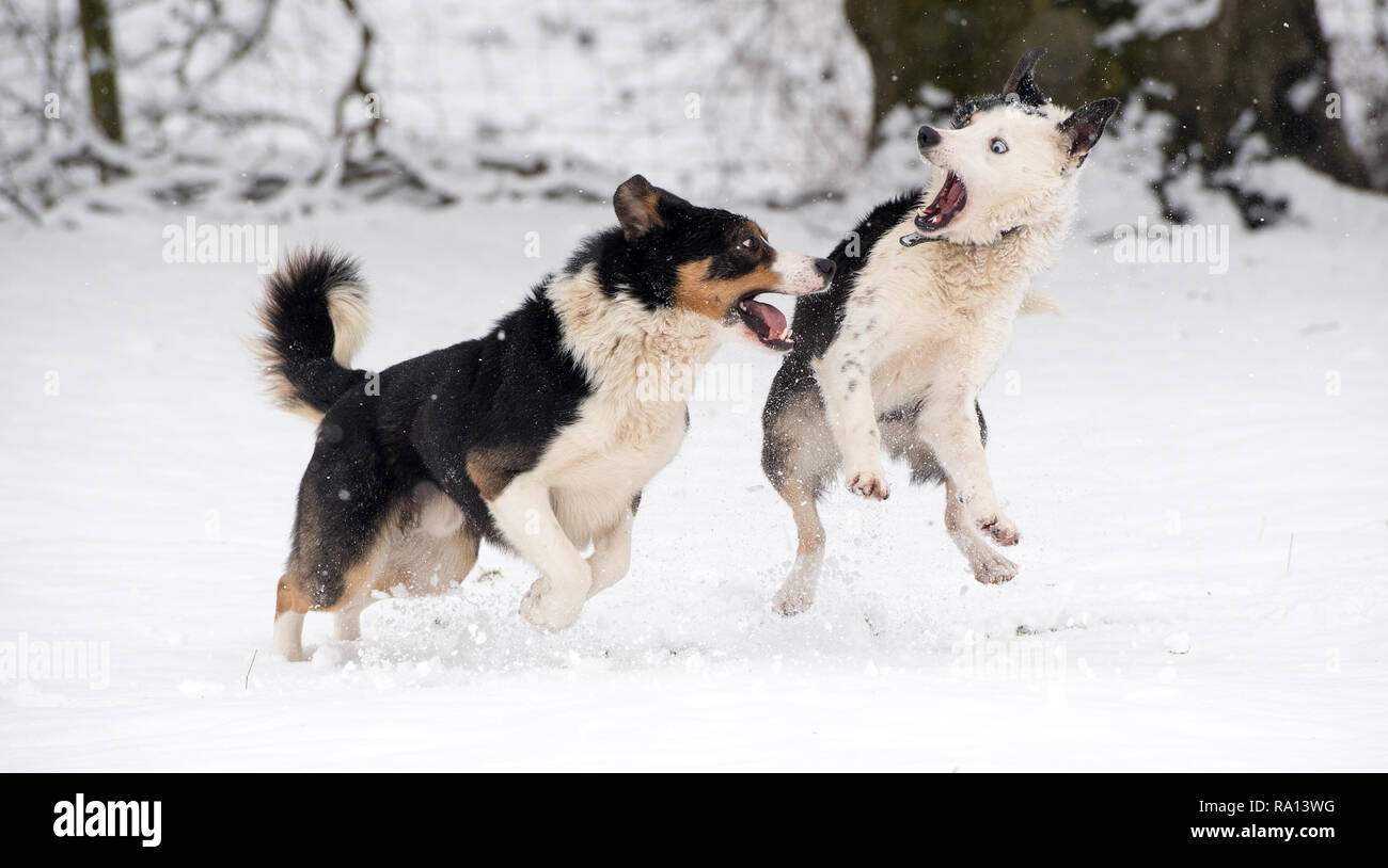 Sheepdogs playing in together in snow North Yorkshire, UK Stock Photo ...