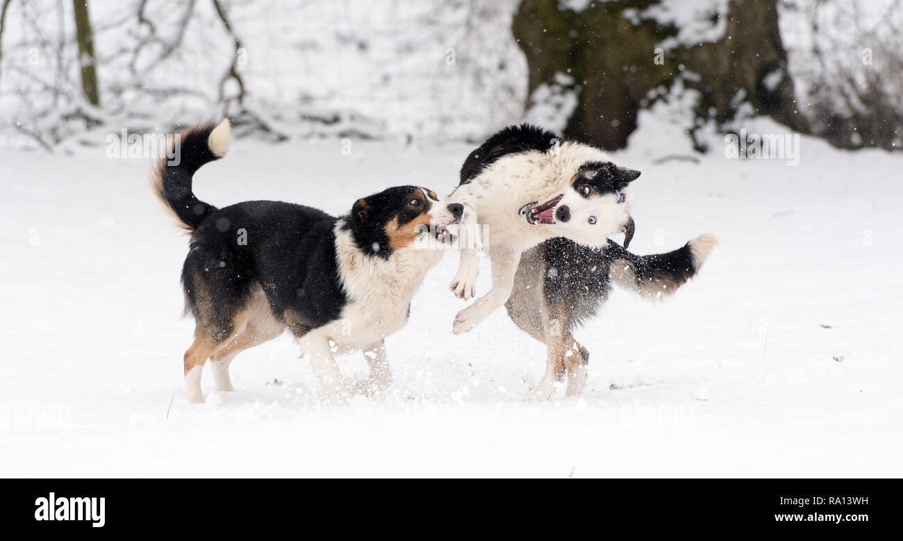 Sheepdogs playing in together in snow North Yorkshire, UK Stock Photo ...