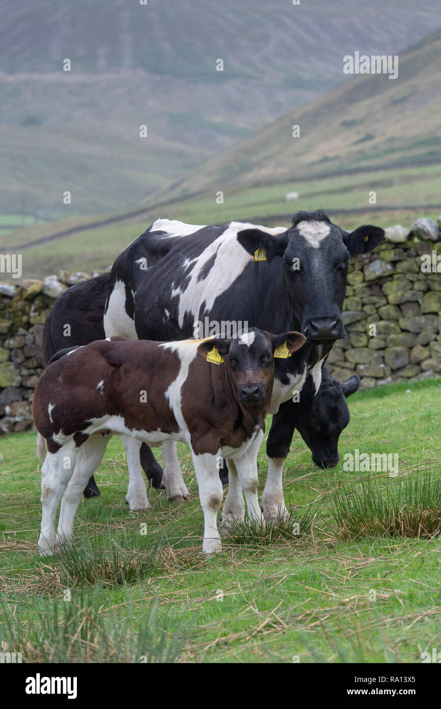 Beef cow and calf on upland pasture, Trough of Bowland, Lancashire, UK ...