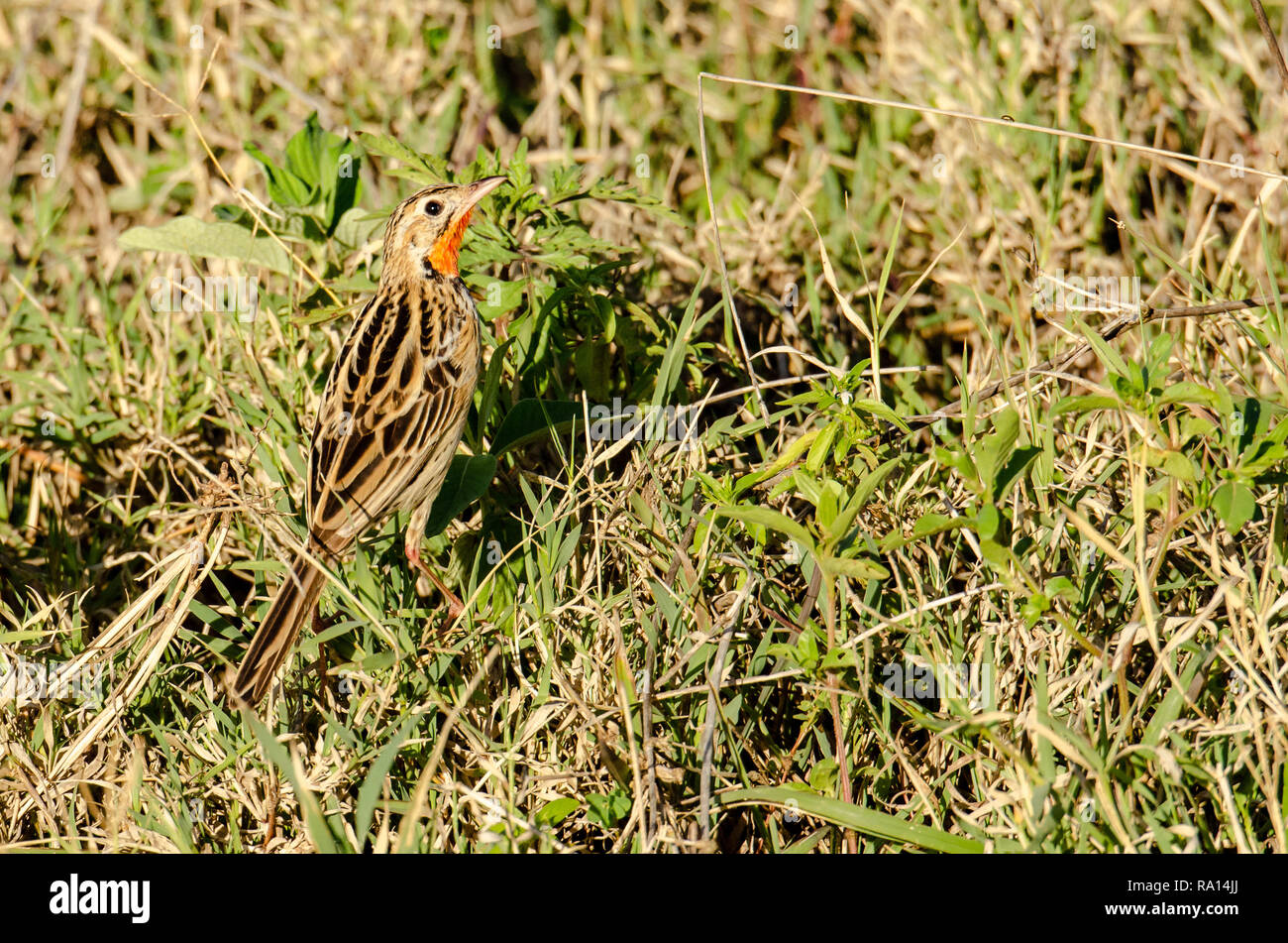 Orange-throated longclaw (Macronyx capensis) in Tanzania. Also known as ...