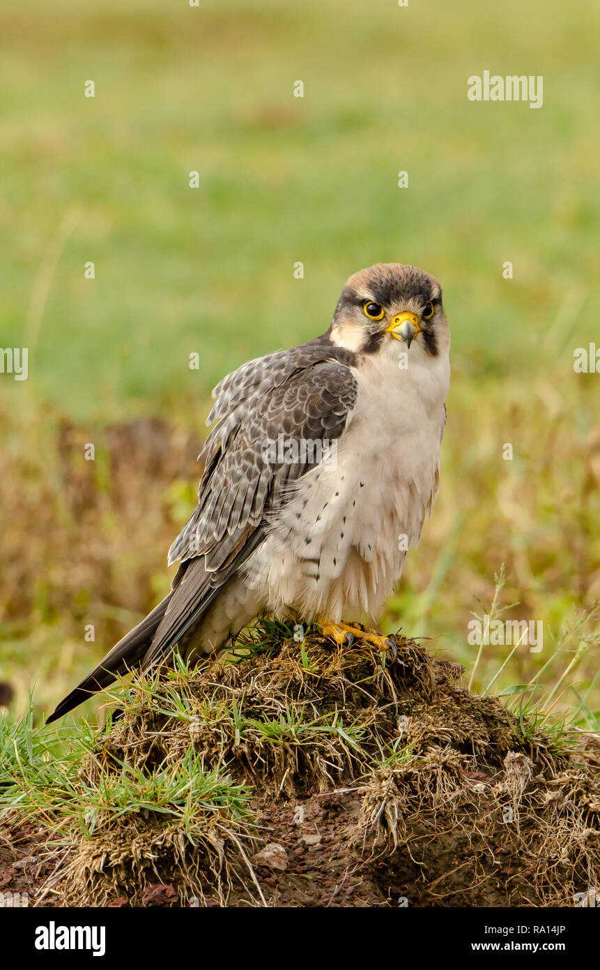 Savanna falcon hi-res stock photography and images - Alamy