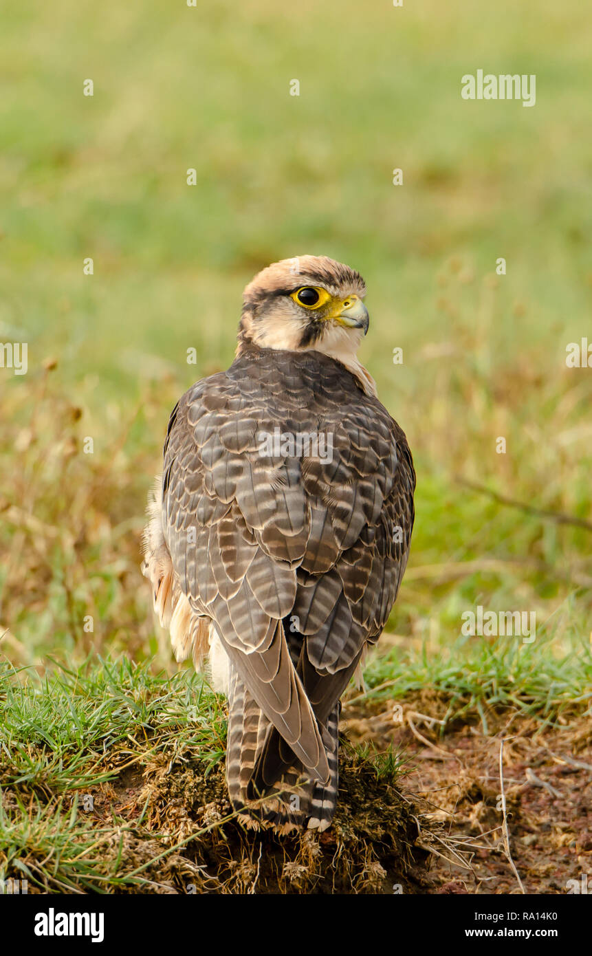 Lanner falcon (Falco biarmicus) on ground in Tanzania, Africa Stock ...