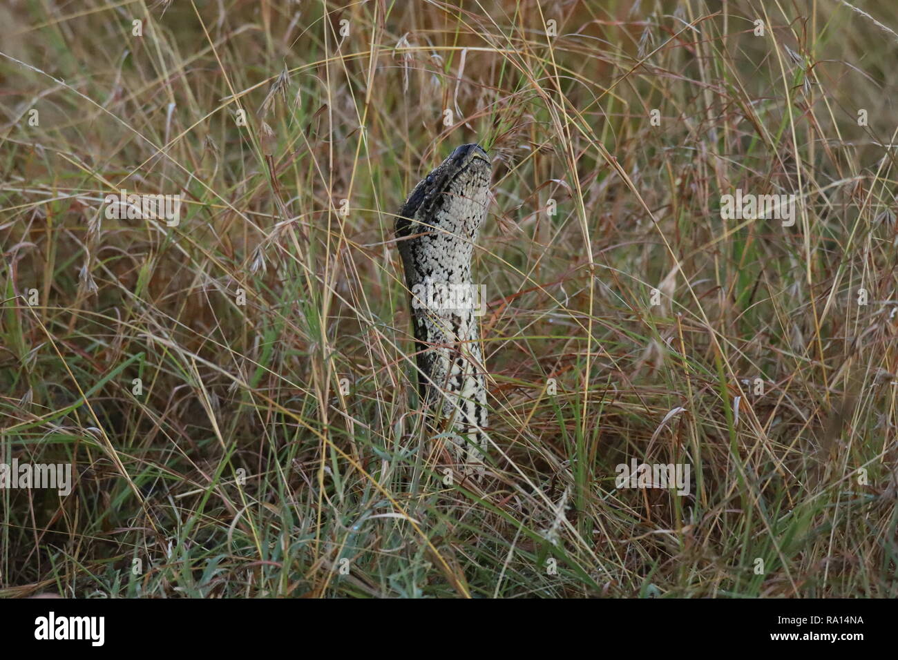 African Rock Python Kenya High Resolution Stock Photography and Images ...