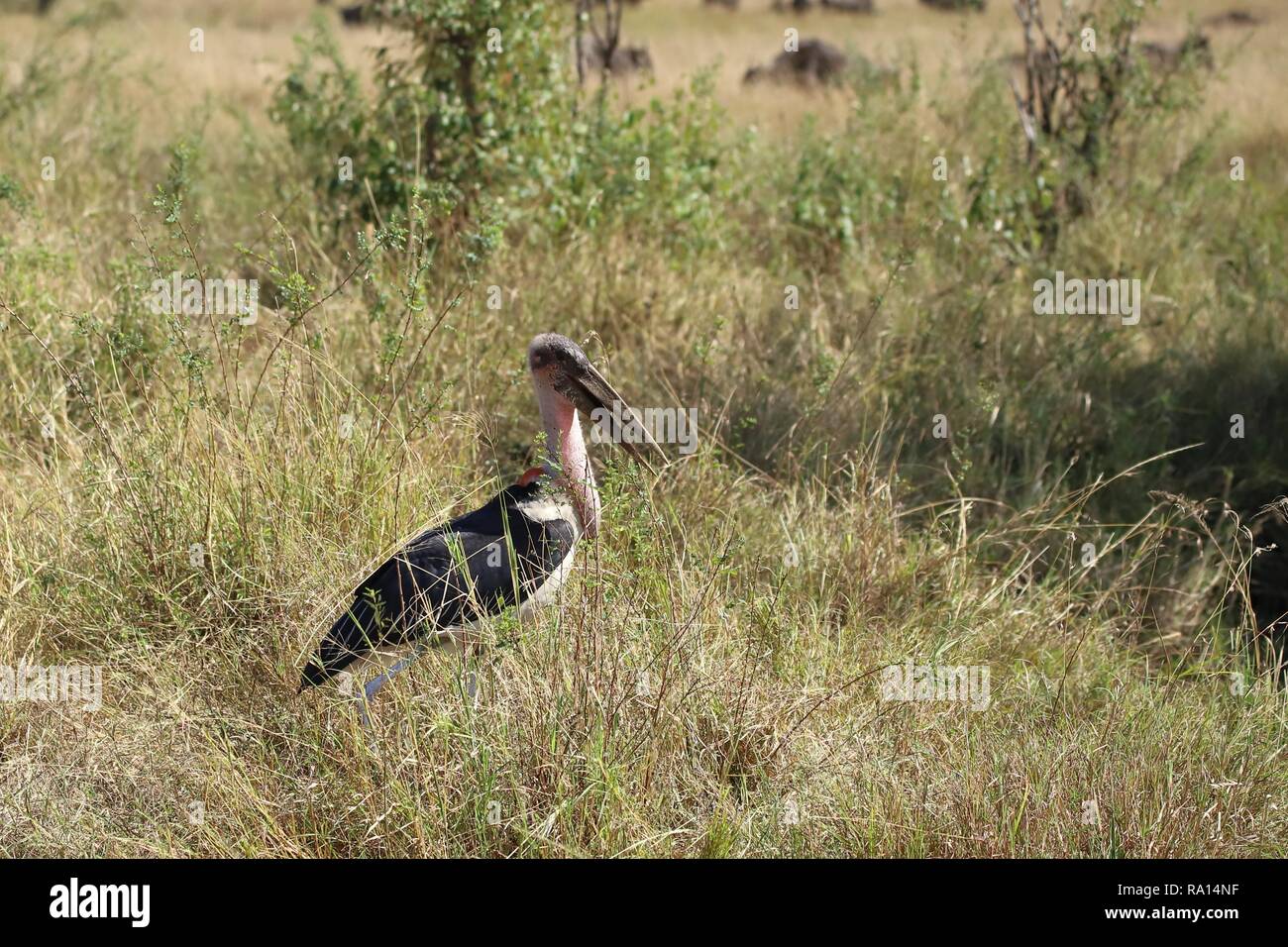 Mara of the wilderness hi-res stock photography and images - Alamy