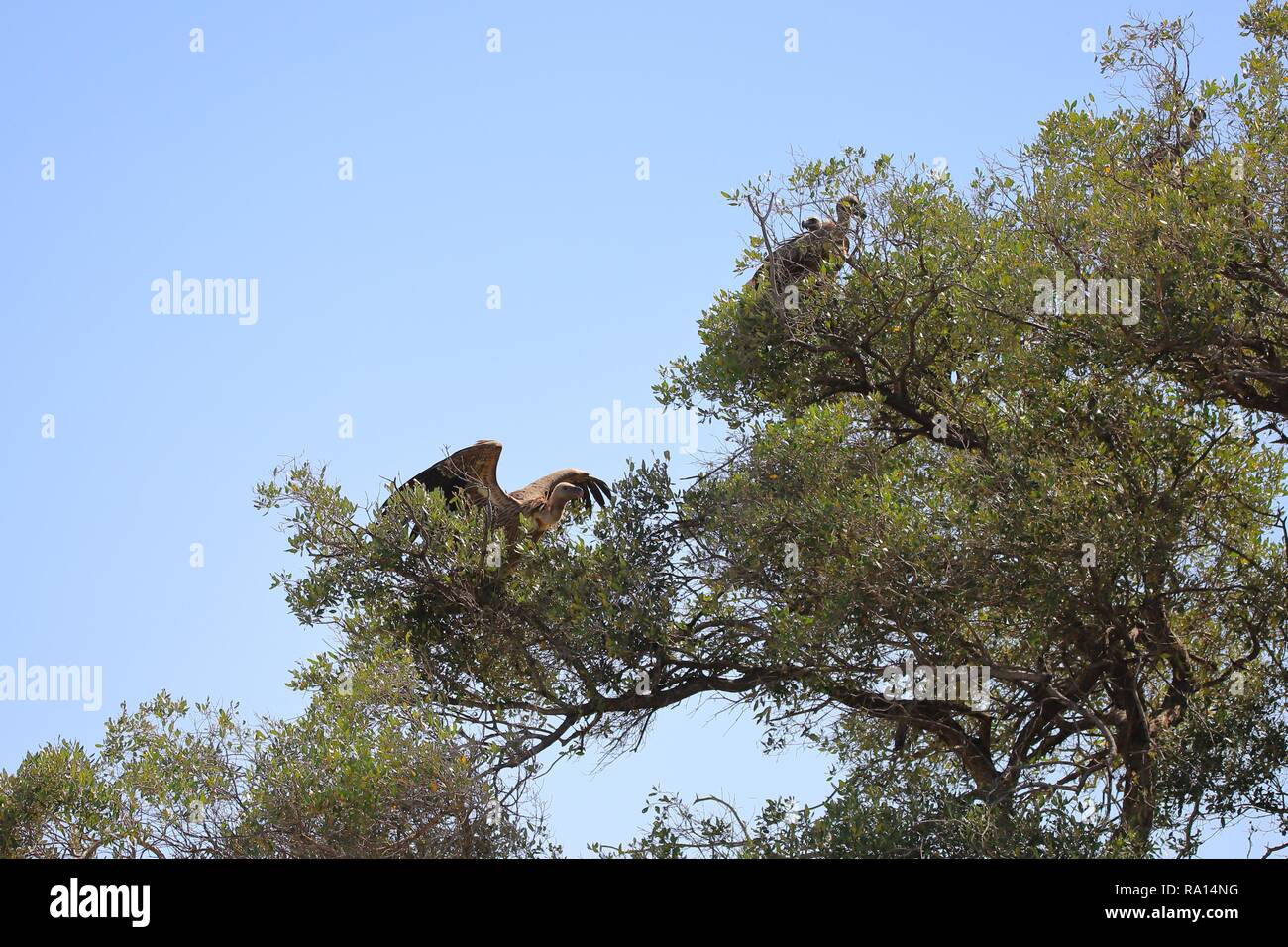 Protection vultures hi-res stock photography and images - Alamy