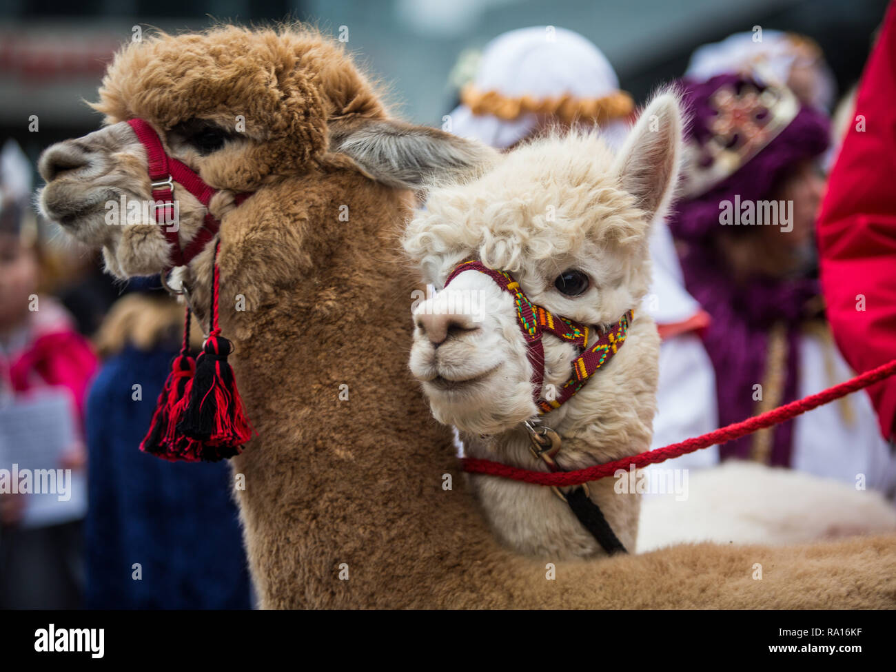 Stuttgart, Germany. 29th Dec, 2018. Alpacas from Peru accompany star ...