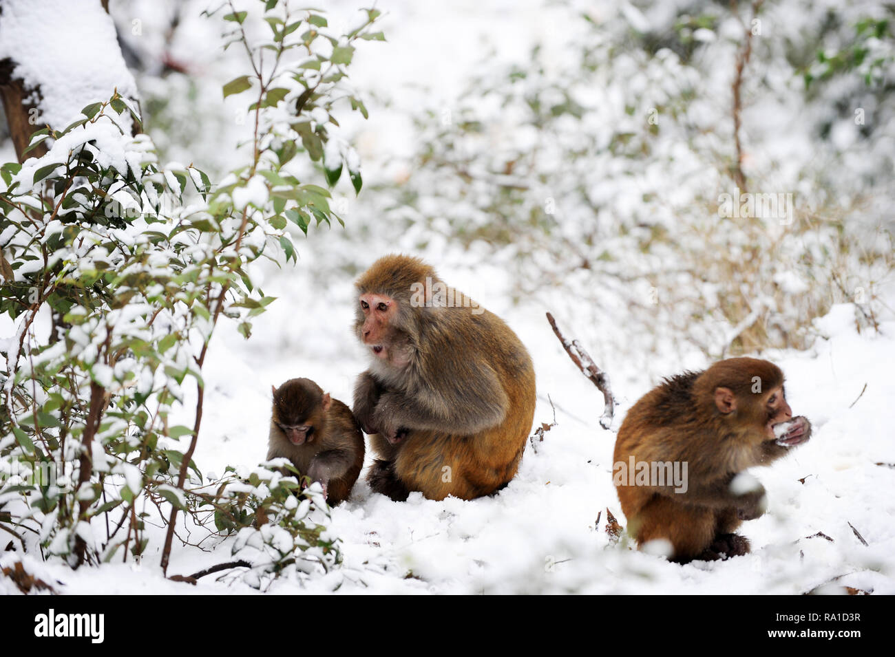 Qianling park hi-res stock photography and images - Alamy