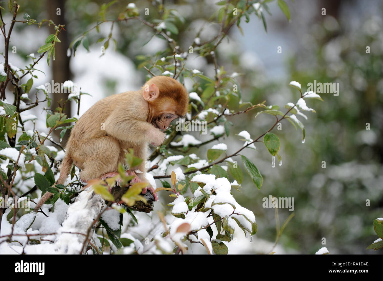 Guiyang, China's Guizhou Province. 30th Dec, 2018. A monkey is seen in ...