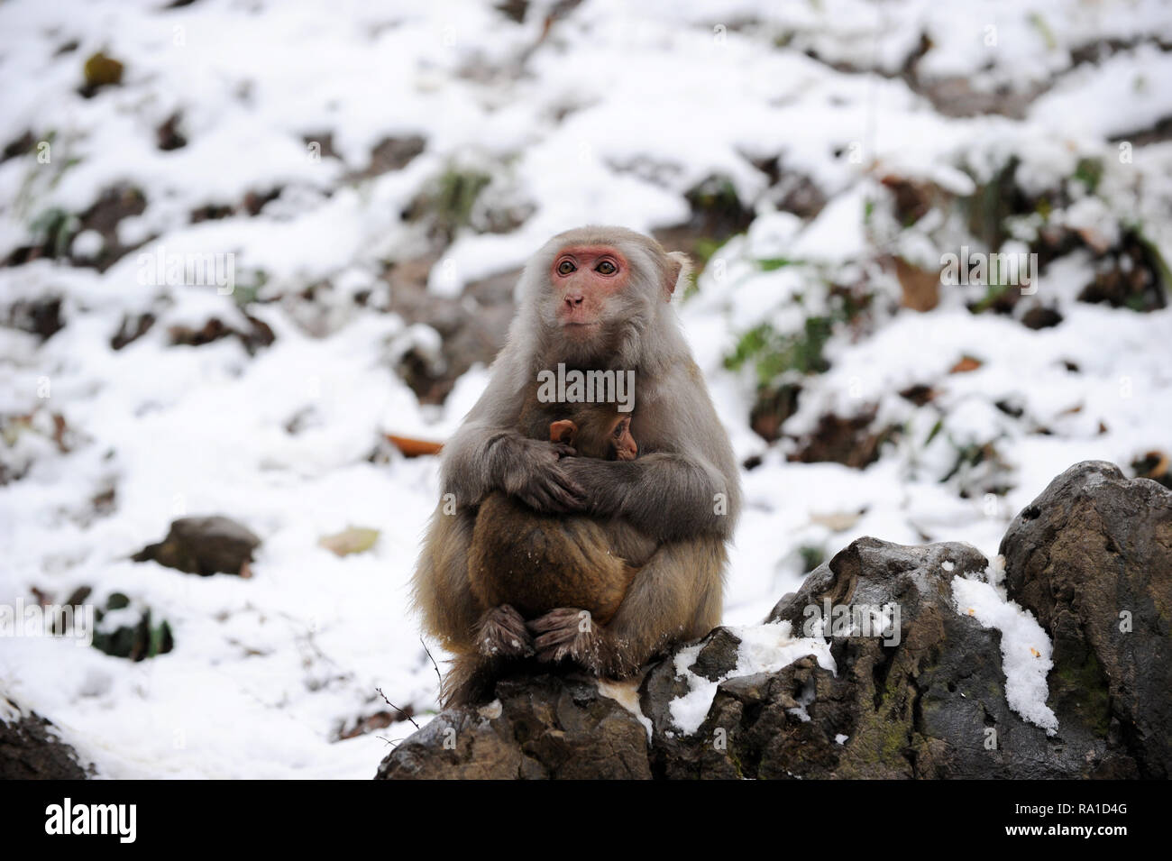 Guiyang, China's Guizhou Province. 30th Dec, 2018. Monkeys are seen in ...
