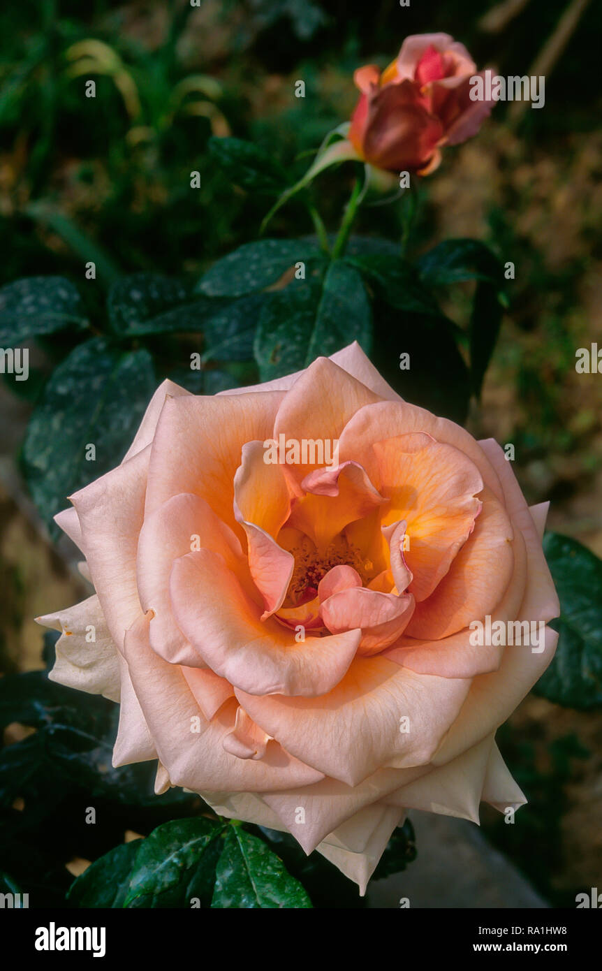 Rosa cv. Princess Royal; DICroyal; Rosaceae; shurb; Hybrid Tea; flower ...