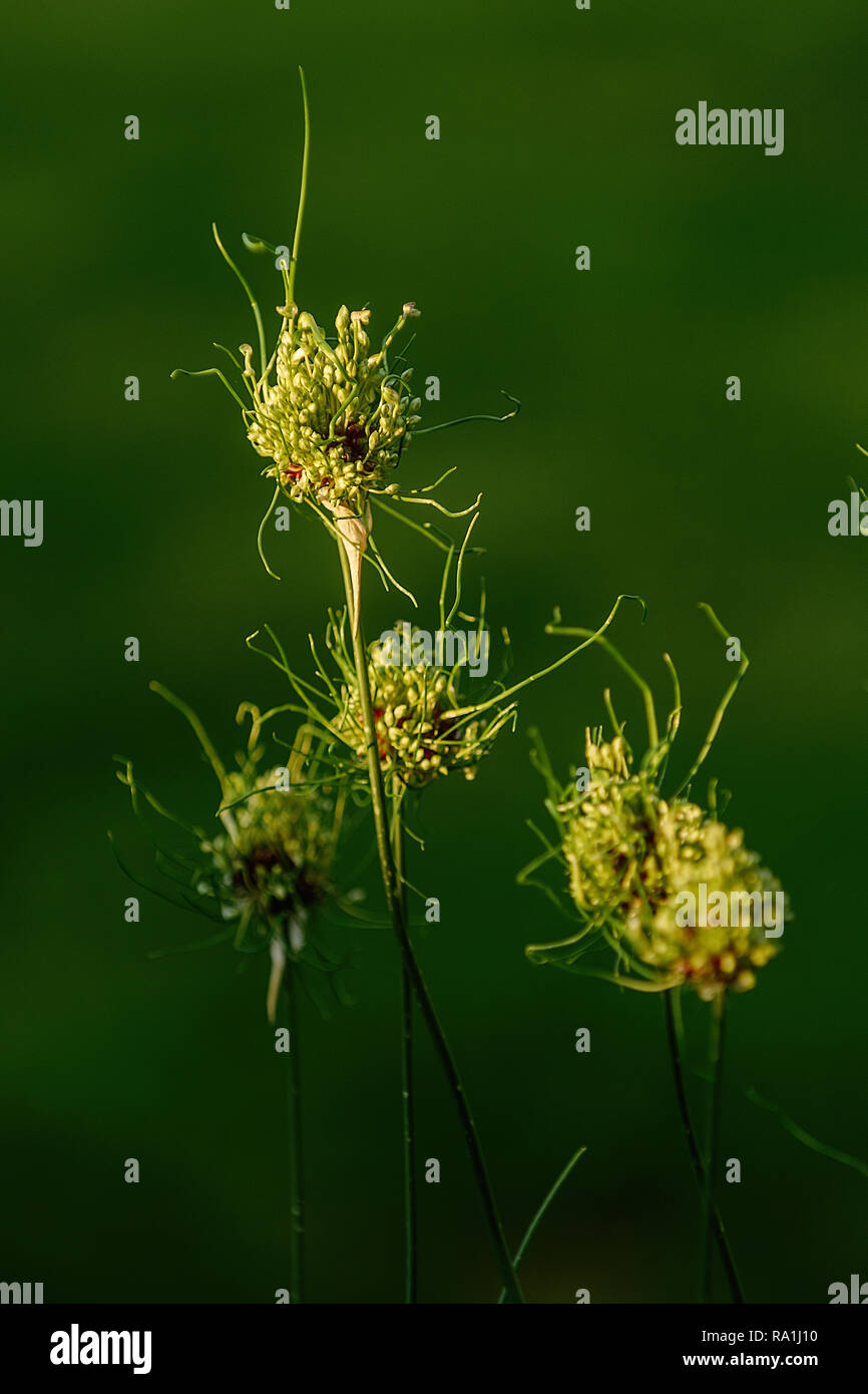 Allium spider hi-res stock photography and images - Alamy