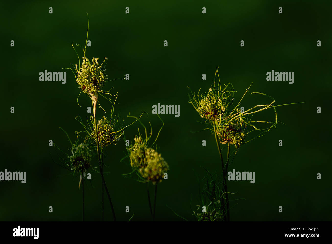 Allium montana hi-res stock photography and images - Alamy