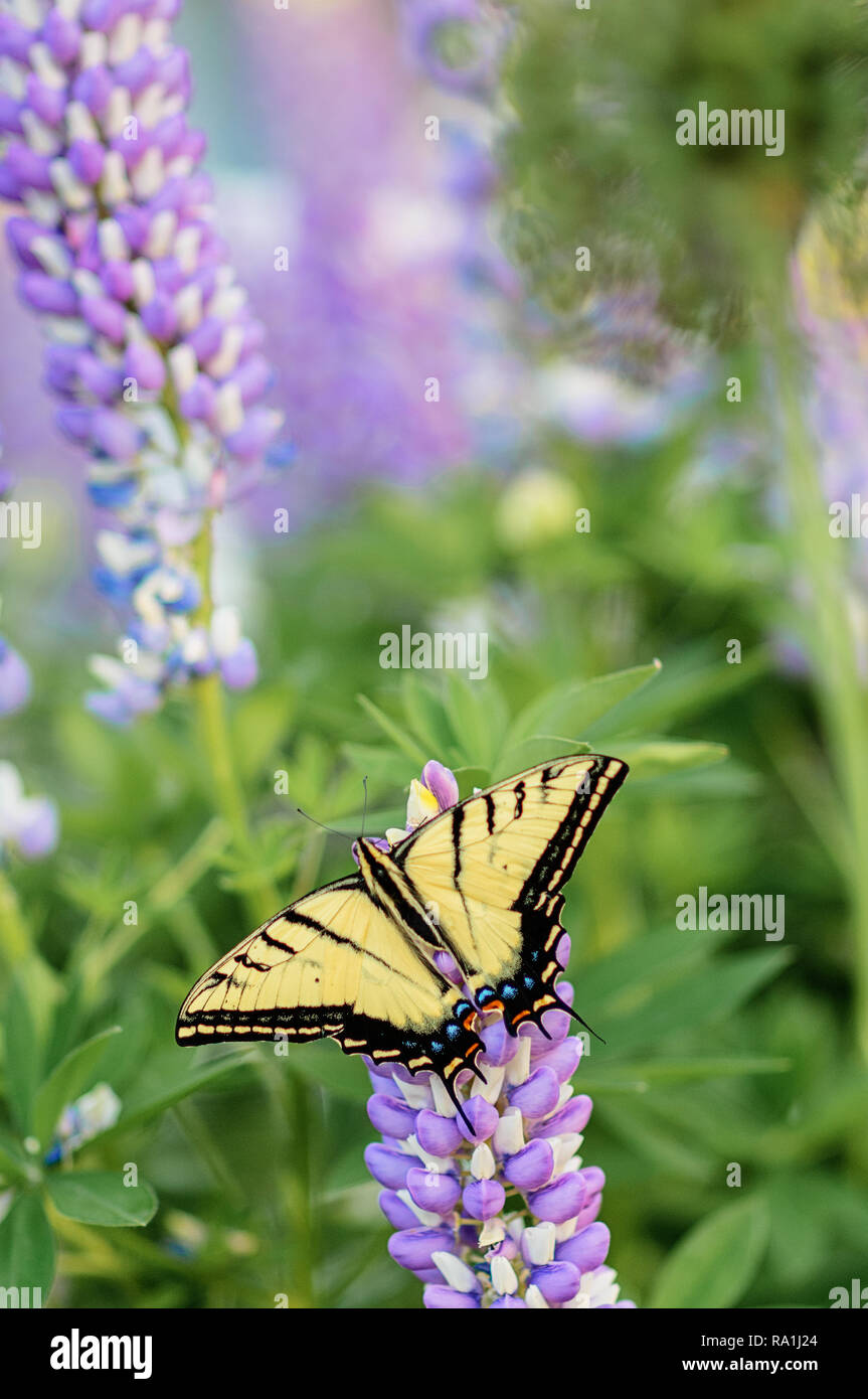 Reflective Butterfly High Resolution Stock Photography and Images - Alamy