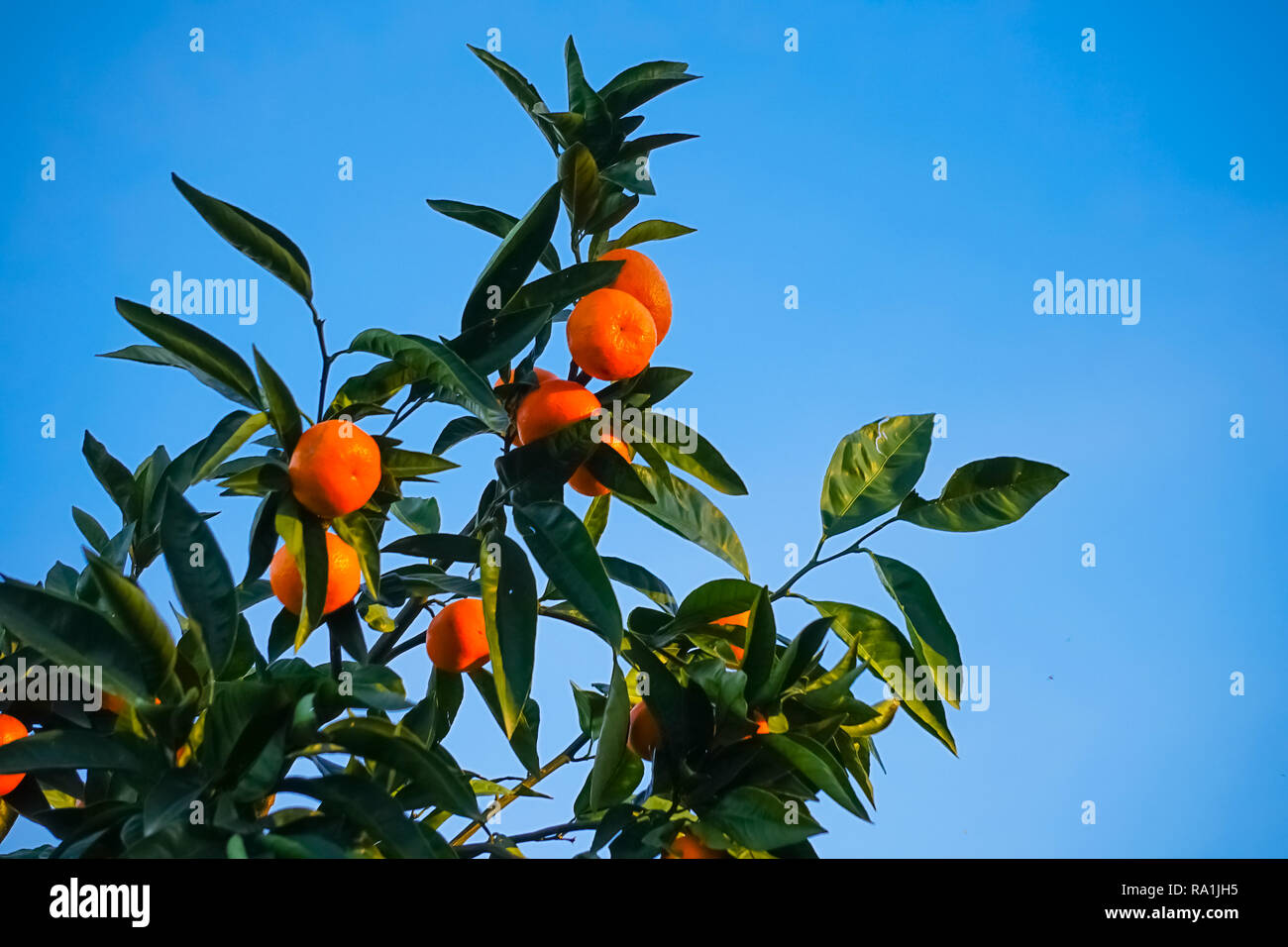 Natural background with tangerine branches and fruits on blue sky ...