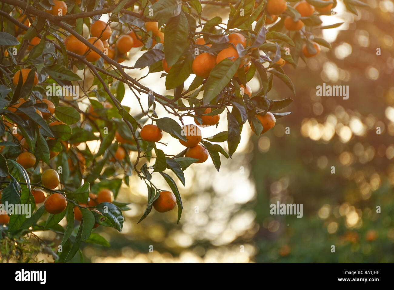 Natural background with tangerine branches and fruits on blue sky ...