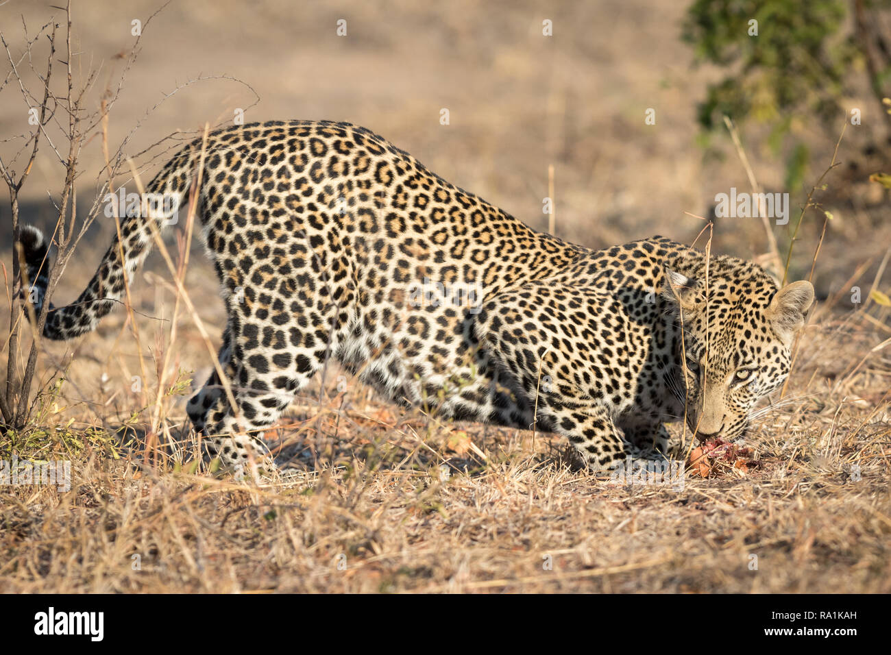 Leopard looking over shoulder hi-res stock photography and images - Alamy